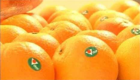 Vitor 橙子 | LAU SENG HUAT FRUITS SDN. BHD. 劉成發生果有限公司